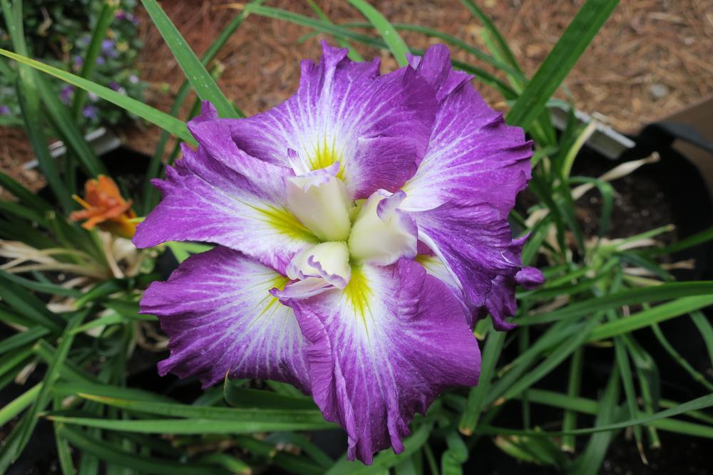 Photo of the bloom of Japanese Iris (Iris ensata Dinner Plate™ Jell-O) posted by 2Dogsmother ...
