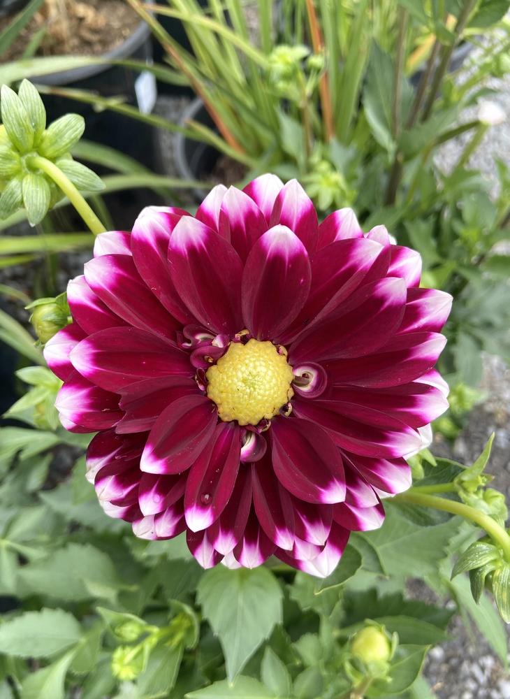 Dahlia Dalaya® Purple+White in the Dahlias Database - Garden.org