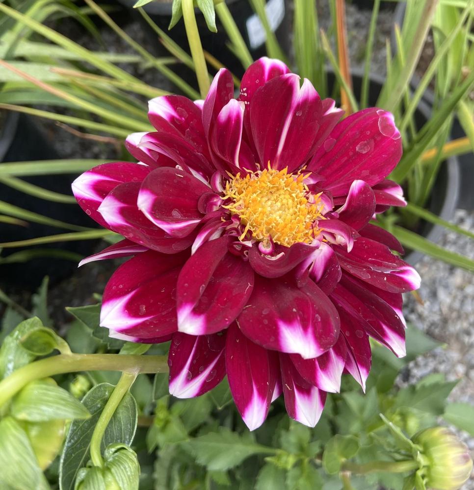 Photo of the bloom of Dahlia Dalaya® Purple+White posted by Calif_Sue ...