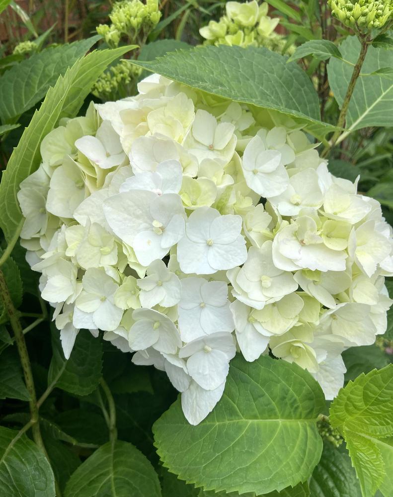 Hydrangea (Hydrangea macrophylla Endless Summer® Blushing Bride) in the ...