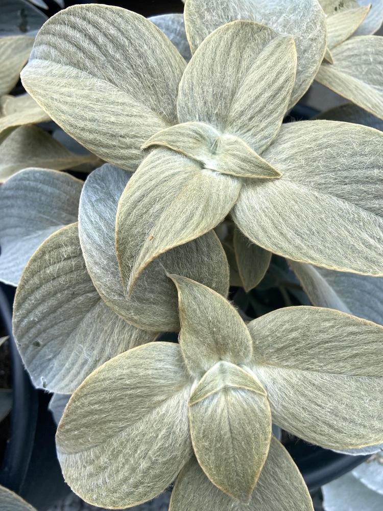 Pewter Bush (Strobilanthes lanata) - Garden.org