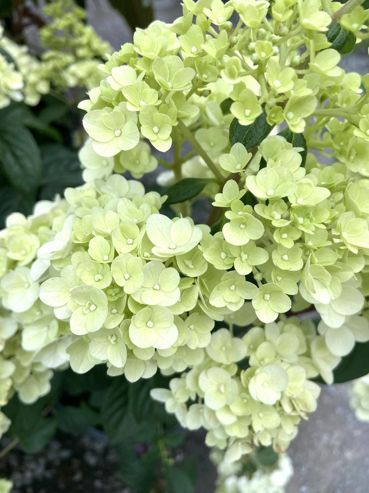 Photo of the bloom of Panicle Hydrangea (Hydrangea paniculata First ...