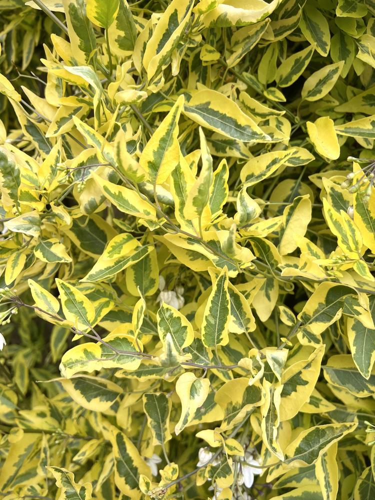 Photo of the leaves of Variegated Potato Vine (Solanum laxum 'Variegata ...