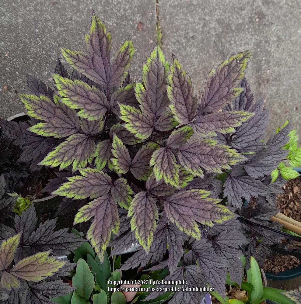 Photo of the leaves of Bugbane (Actaea 'Chocoholic') posted by ...