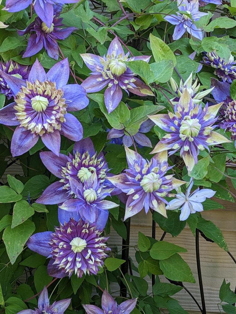 Photo of the bloom of Clematis (Clematis florida 'Taiga') posted by Joy ...