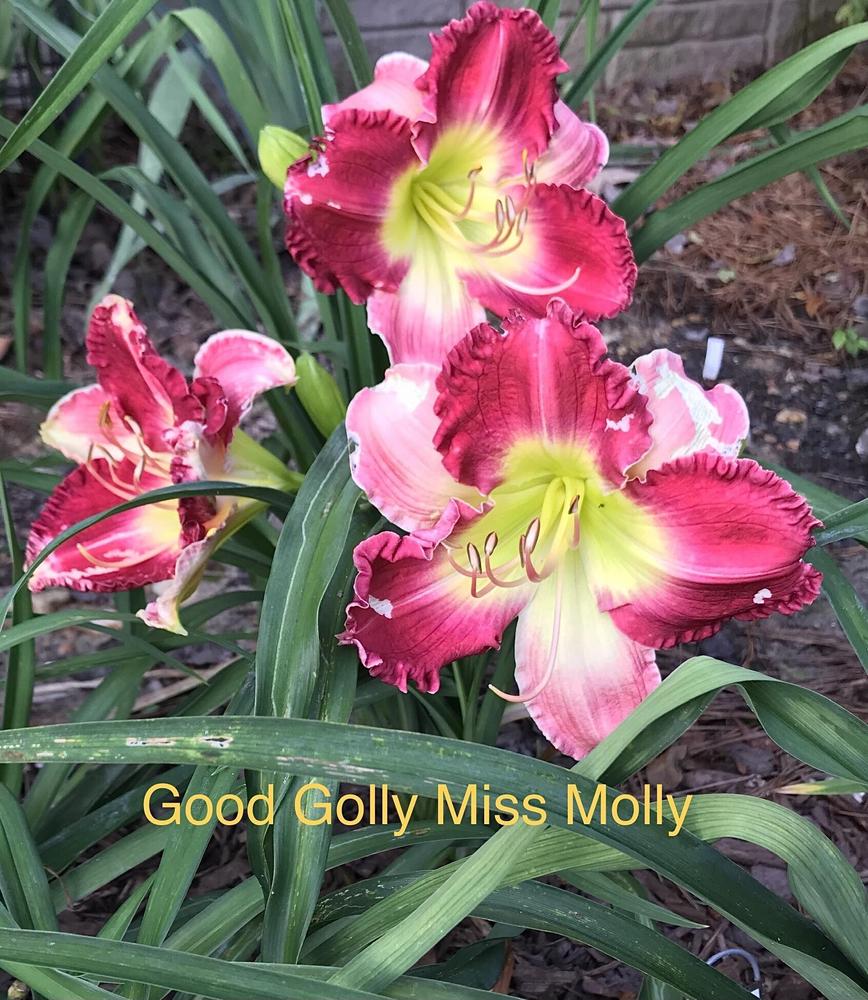 Photo of the bloom of Daylily (Hemerocallis 'Good Golly Miss Molly ...