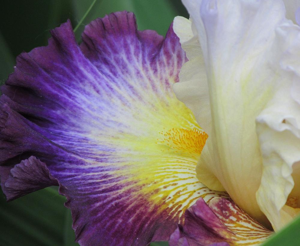 Photo of the closeup of buds, sepals and receptacles of Tall Bearded ...