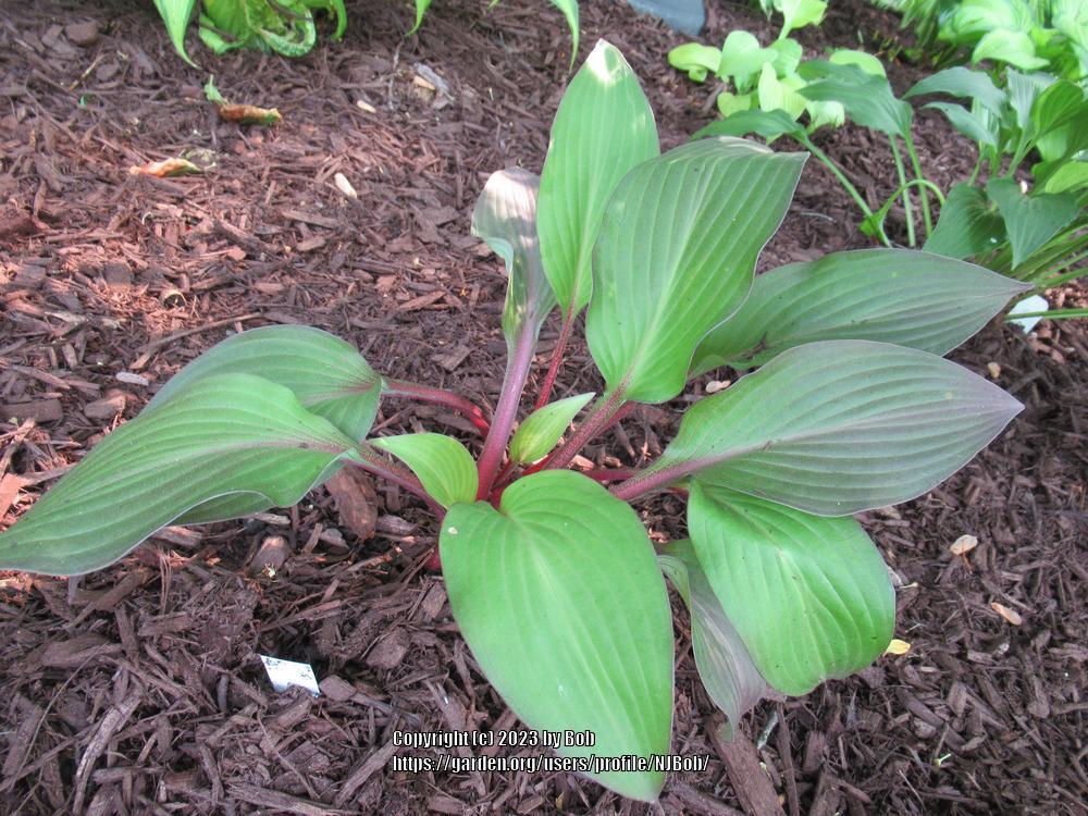 Photo of the leaves of Hosta 'Bloodline' posted by NJBob - Garden.org