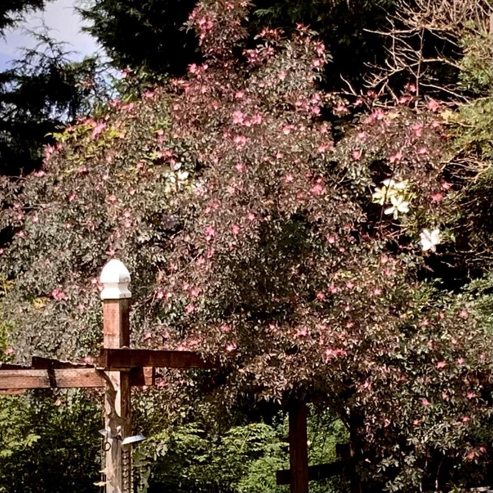 Photo of the entire plant of Red Leaf Rose (Rosa glauca) posted by ...