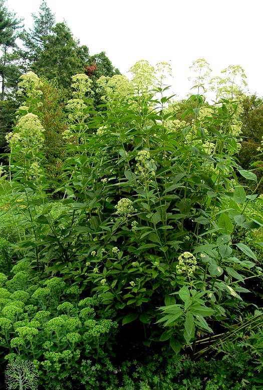 Joe-Pye Weed (Eutrochium maculatum 'Bartered Bride') in the Joe Pye ...