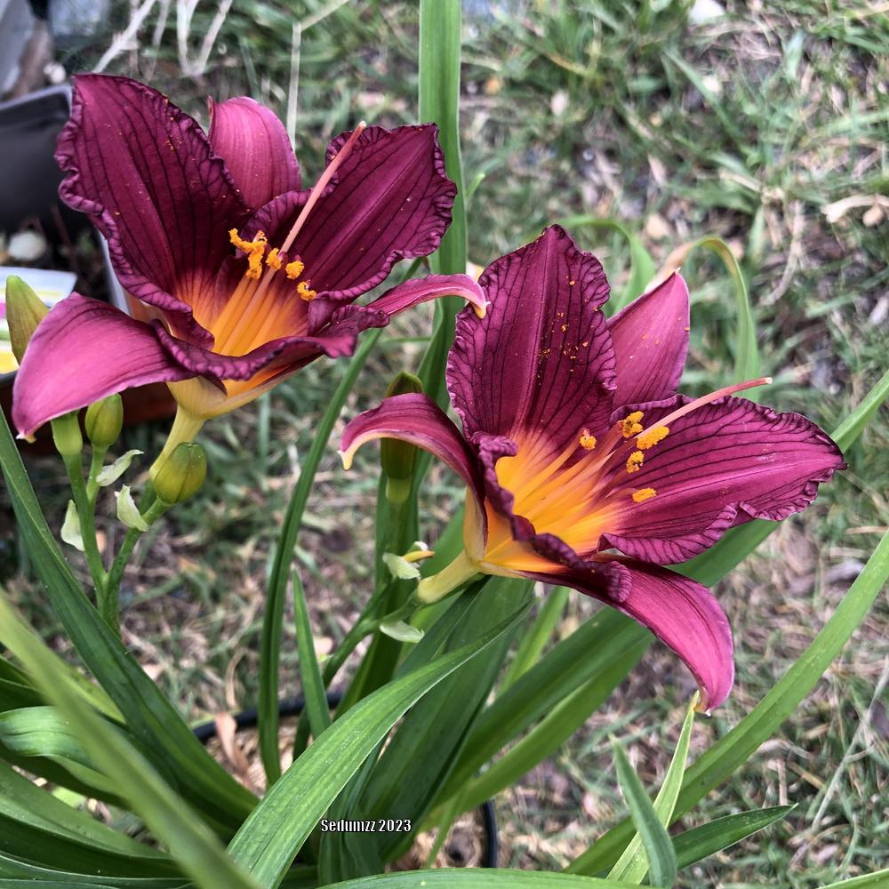 Photo of the bloom of Daylily (Hemerocallis 'Purple De Oro') posted by ...