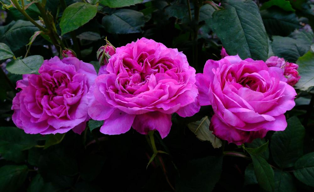 Photo of the bloom of Rose (Rosa 'Reine des Violettes') posted by ...