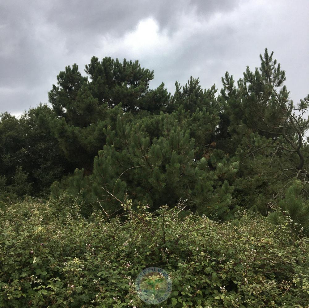 Aleppo Pine (Pinus halepensis) - Garden.org