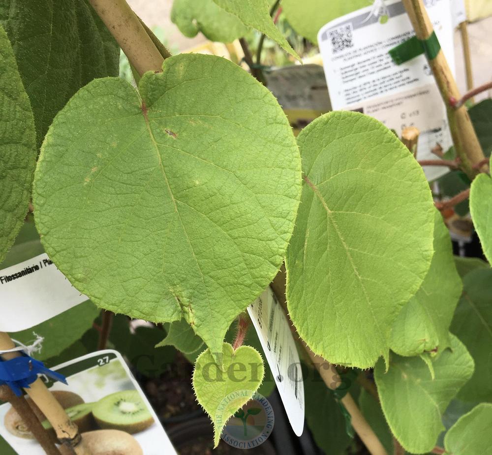Chinese Gooseberry (Actinidia chinensis var. deliciosa 'Tomuri') - Garden.org