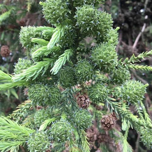 Japanese Cedar (Cryptomeria japonica) - Garden.org