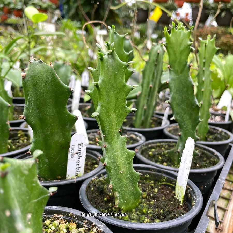 Photo of the entire plant of Candelabra Plant (Euphorbia lactea) posted ...