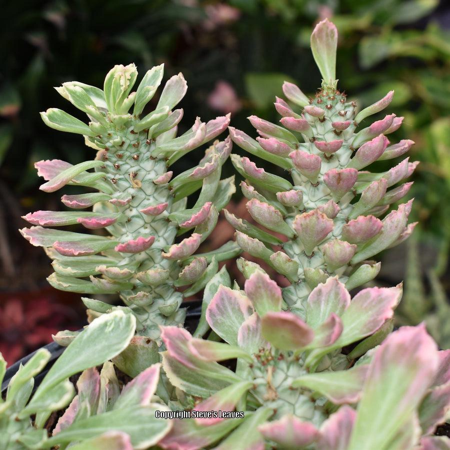 Monadenium (Euphorbia ritchiei 'Variegata') in the Euphorbias Database ...