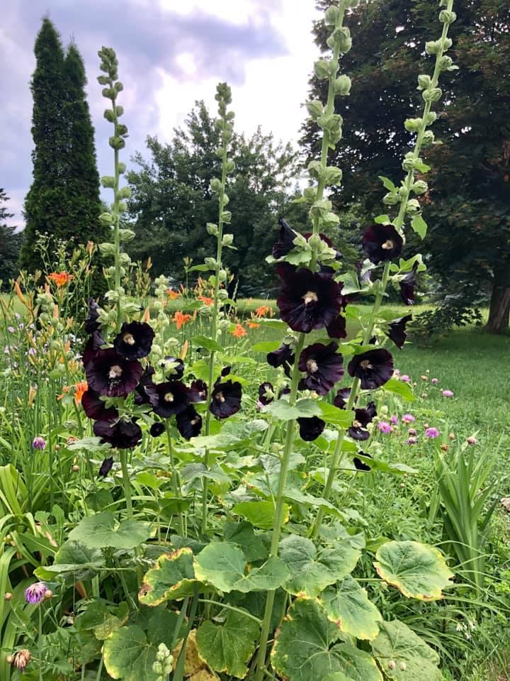 Photo of the entire plant of Hollyhock (Alcea rosea Spotlight ...