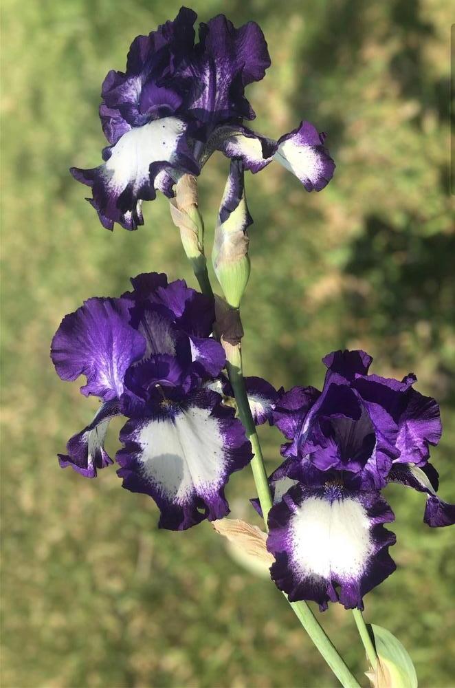 Tall Bearded Iris (Iris 'Grape Soda') in the Irises Database - Garden.org