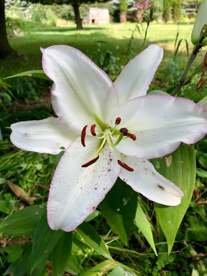 Lily (Lilium 'Marco Polo') in the Lilies Database - Garden.org