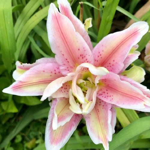 Lily (Lilium Roselily Isabella) in the Lilies Database - Garden.org