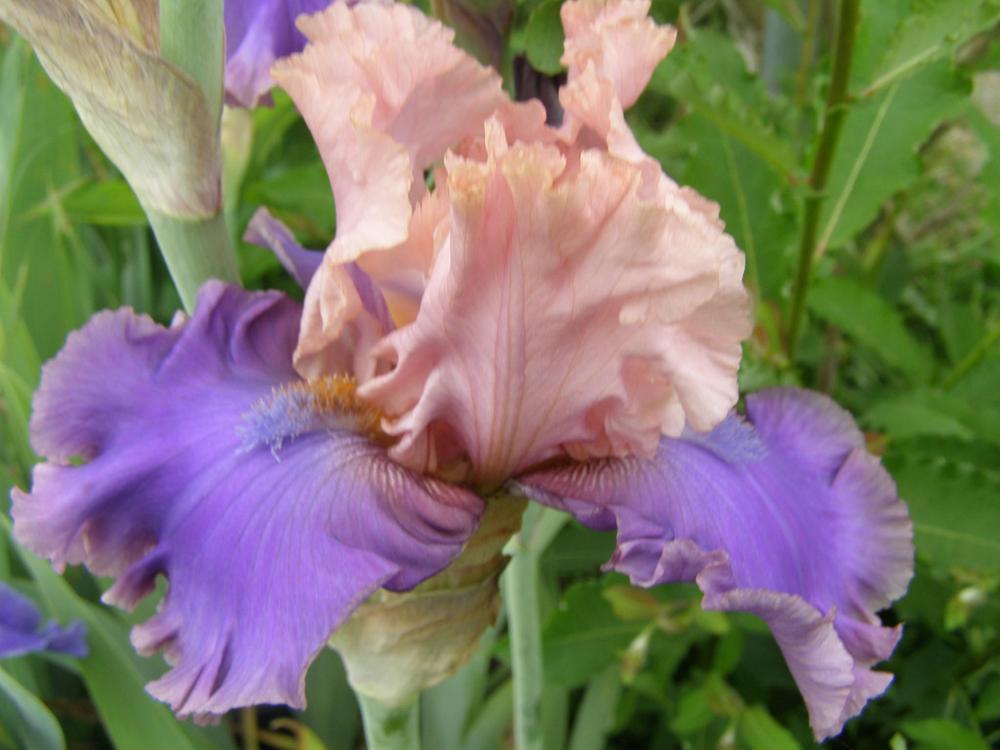 Photo of the bloom of Tall Bearded Iris (Iris 'Secret Delight') posted ...