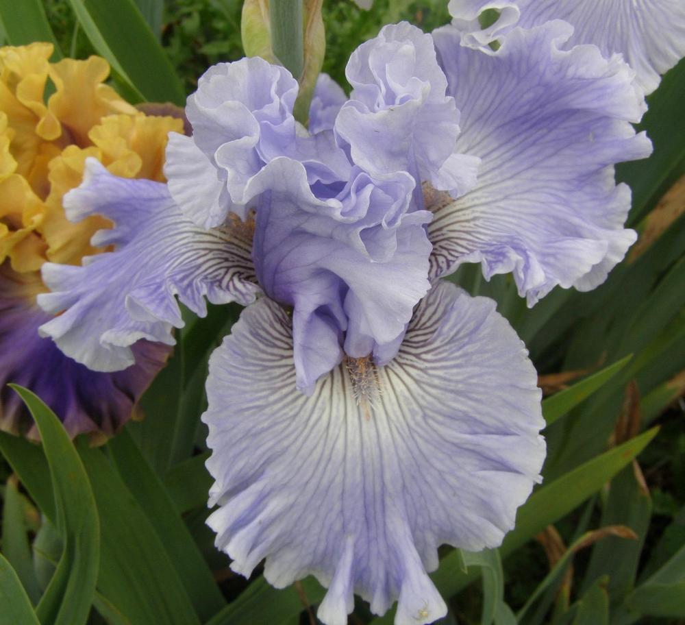 Photo of the bloom of Tall Bearded Iris (Iris 'Ocean Liner') posted by ...