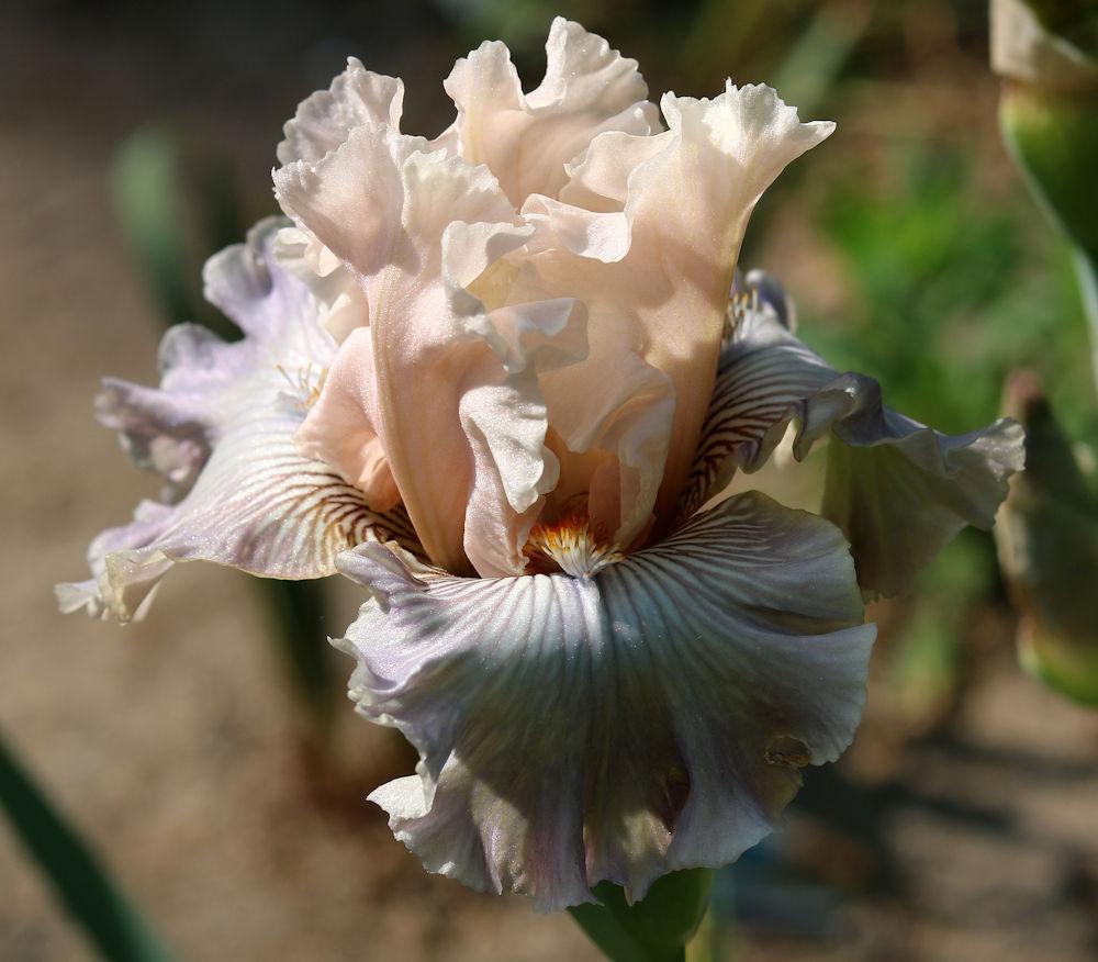 Border Bearded Iris (Iris 'Calming Effect') in the Irises Database ...