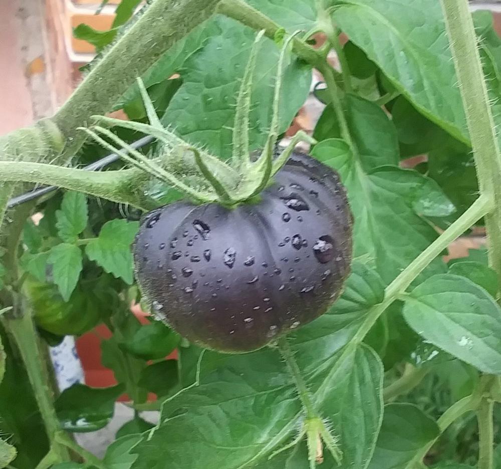 Tomato (Solanum lycopersicum 'Black Beauty') in the Tomatoes Database ...