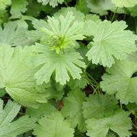 Photo of the leaves of Prairie Mallow (Sidalcea malviflora) posted by ...