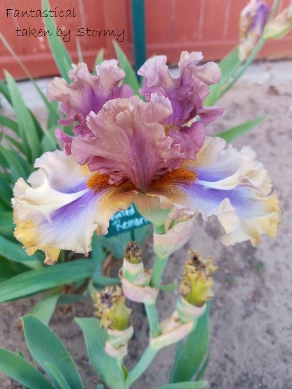 Photo of the bloom of Tall Bearded Iris (Iris 'Fantastical') posted by scary1785 - Garden.org