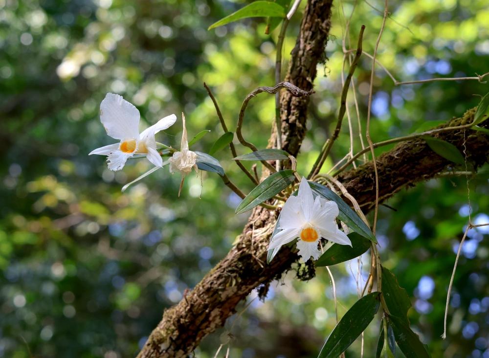 Photo of the entire plant of Orchid (Dendrobium infundibulum) posted by ...