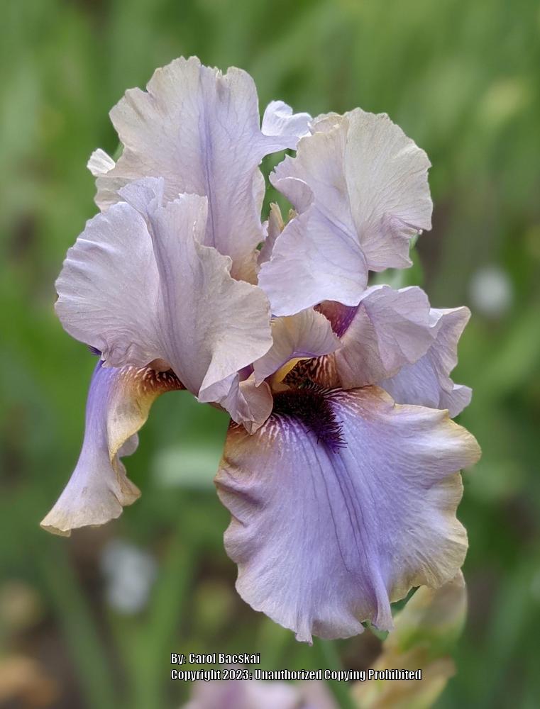 Tall Bearded Iris (Iris 'Neanderthal's Shadow') in the Irises Database ...