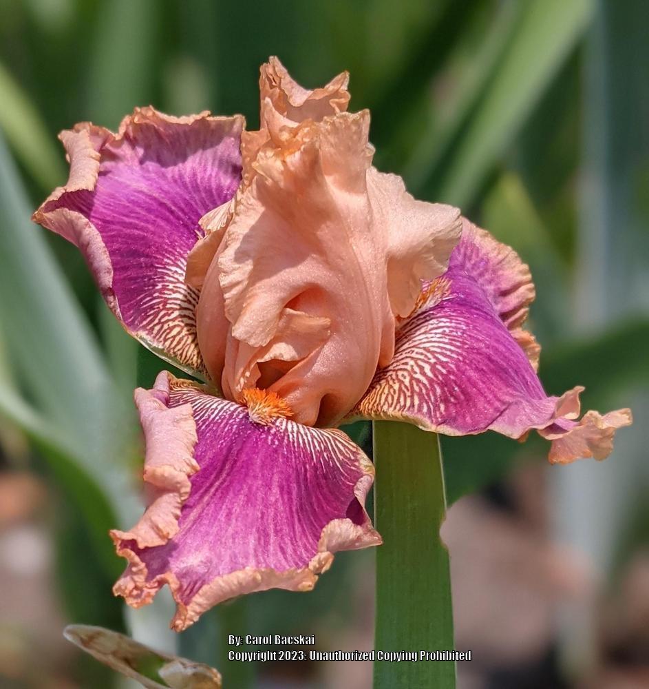 Tall Bearded Iris (Iris 'Tropical Fruit Salad') in the Irises Database ...