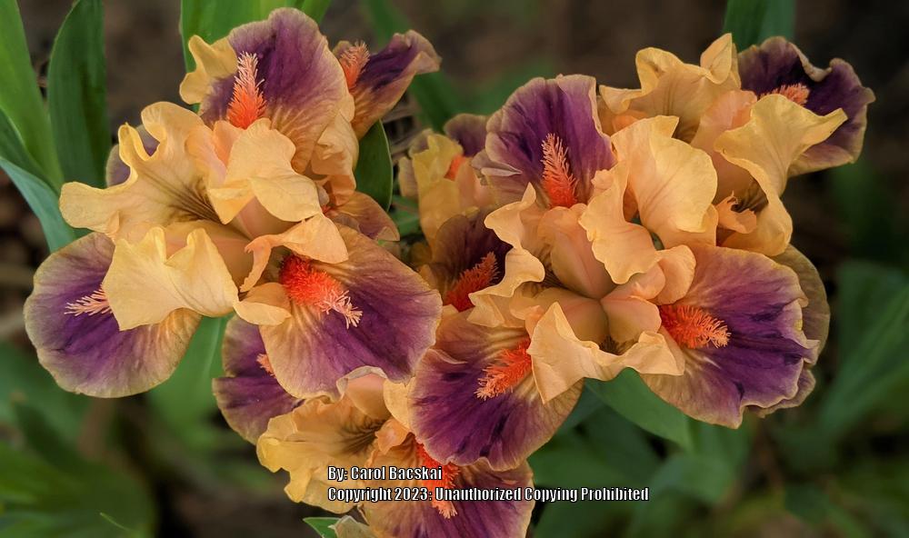 Photo of the bloom of Standard Dwarf Bearded Iris (Iris 'Bright Point ...