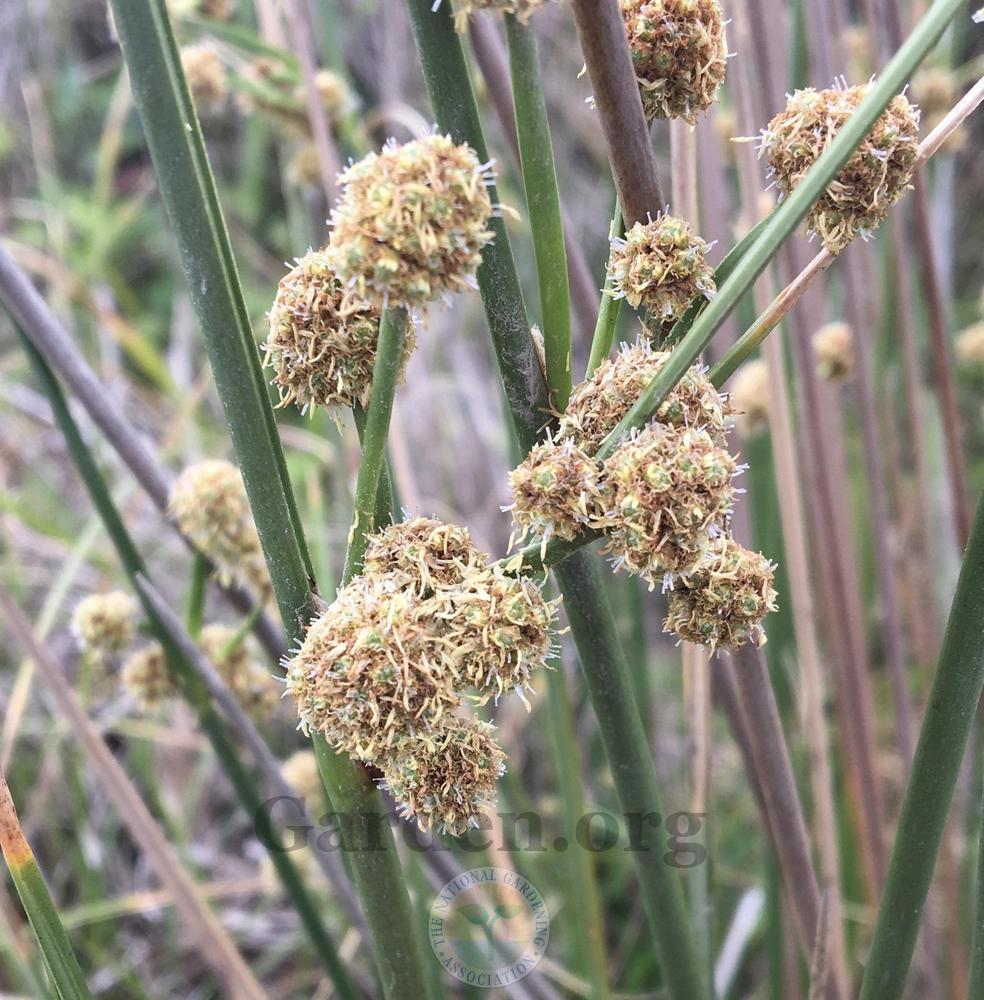 Photo of the bloom of Scirpoides holoschoenus subsp. holoschoenus ...