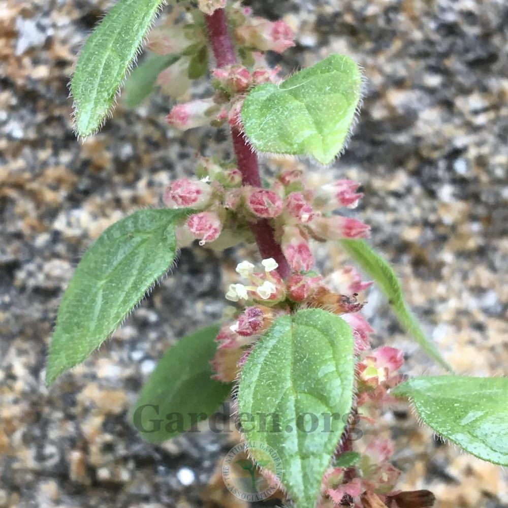 Photo of the bloom of Spreading Pellitory (Parietaria judaica) posted ...
