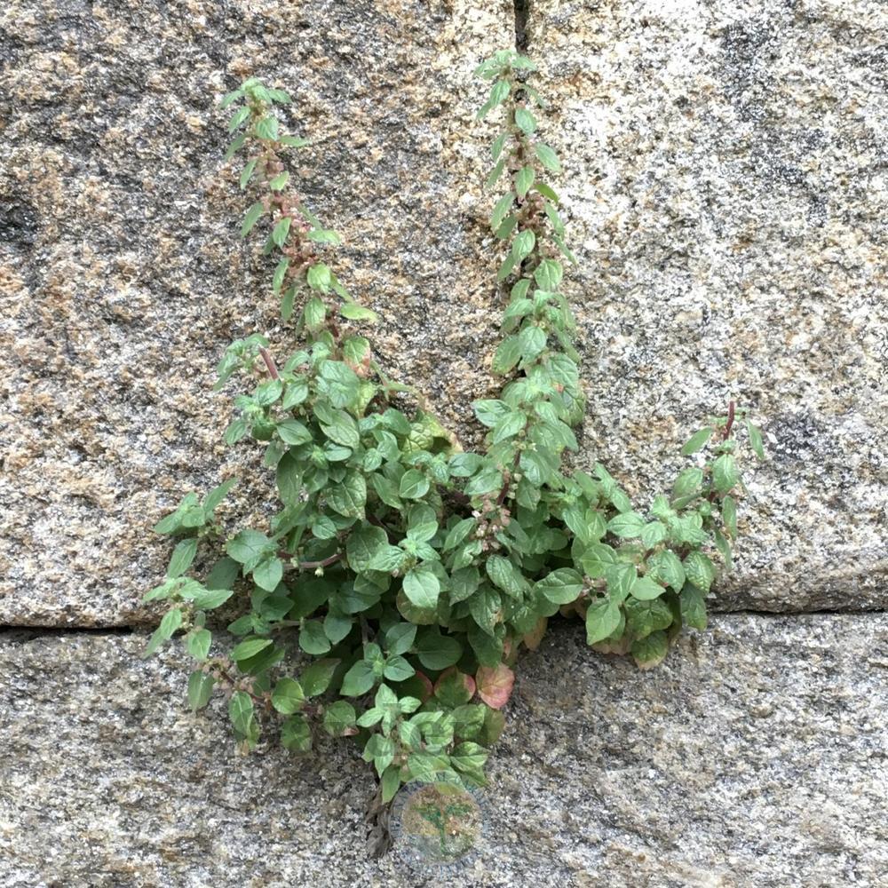 Photo of the entire plant of Spreading Pellitory (Parietaria judaica ...