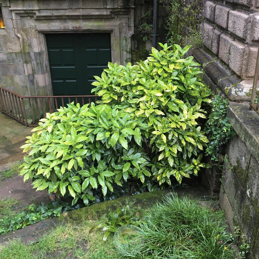 Photo of the entire plant of Japanese Aucuba (Aucuba japonica) posted ...
