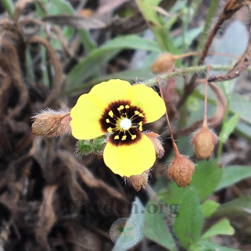 Tuberaria guttata - Garden.org