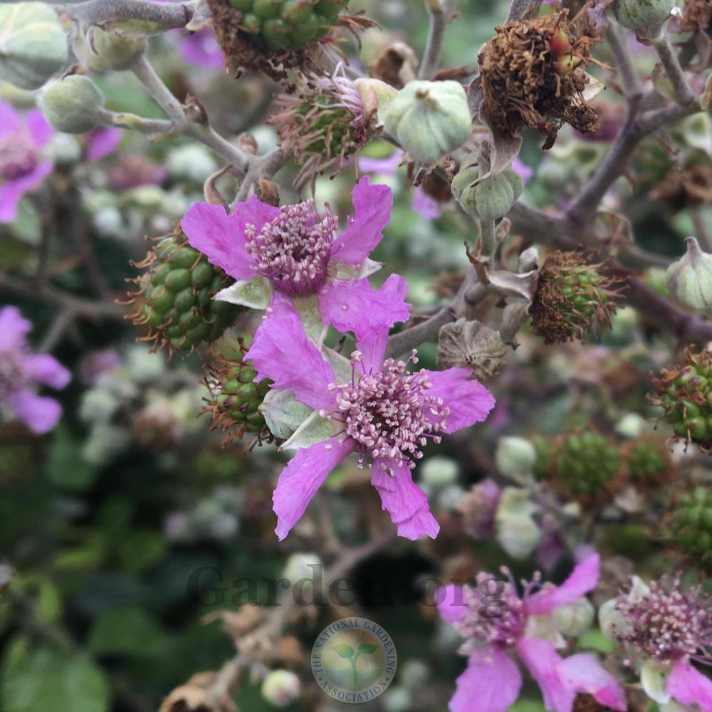Photo of the bloom of Rubus ulmifolius posted by BlueOddish - Garden.org