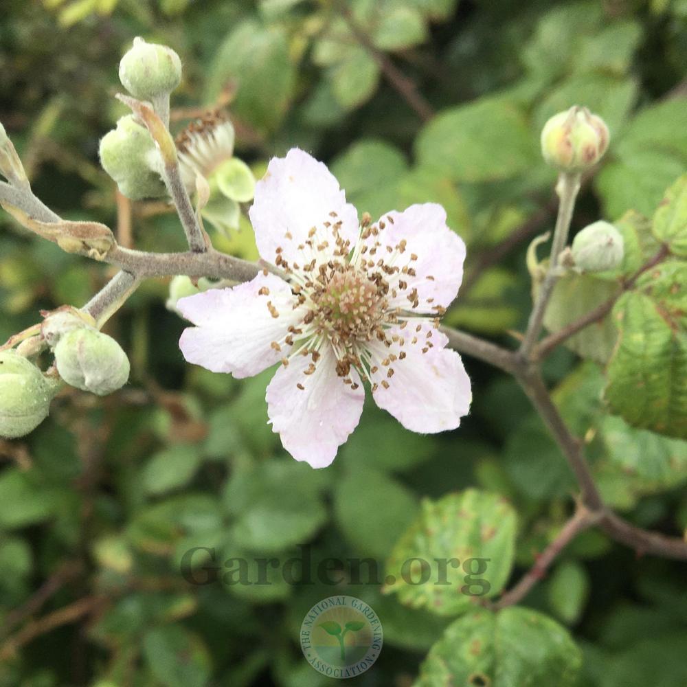 Photo of the bloom of Rubus ulmifolius posted by BlueOddish - Garden.org