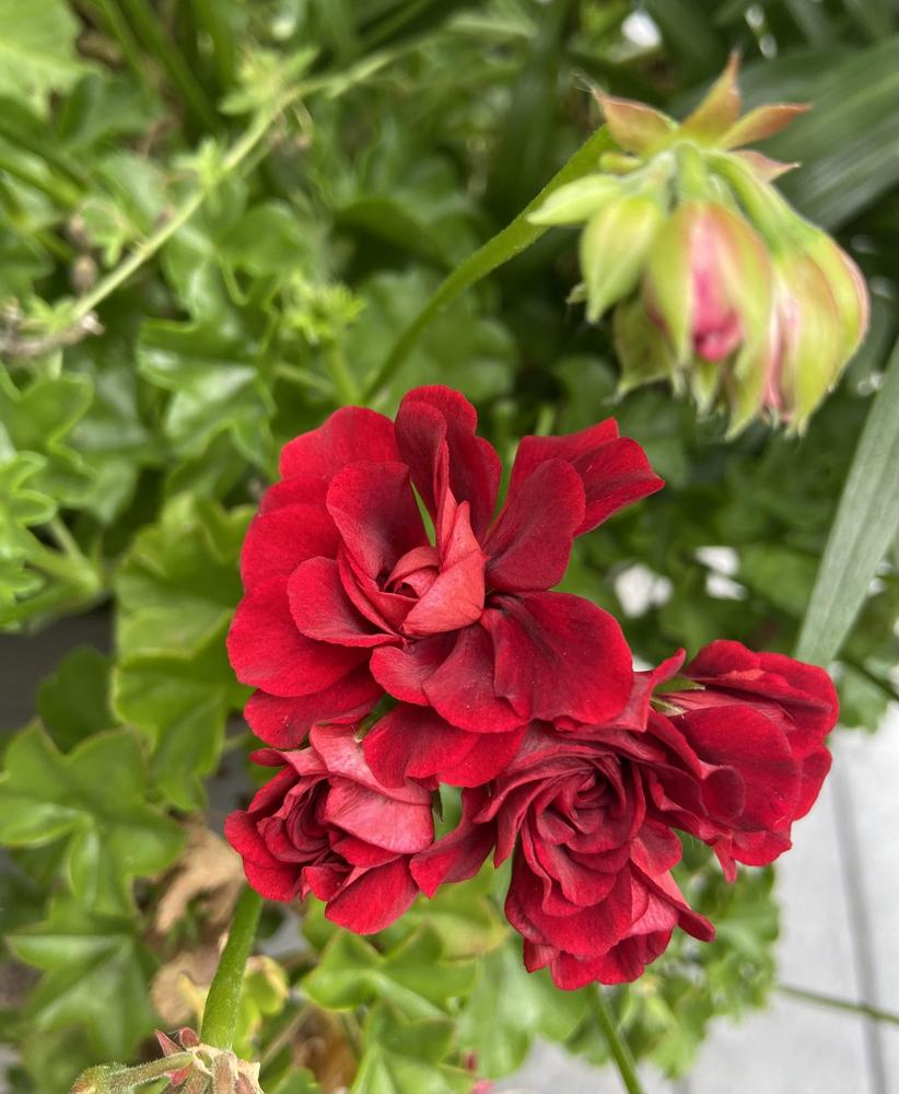 Photo of the bloom of Ivy Geranium (Pelargonium Great Balls of Fire ...