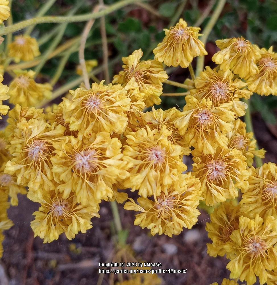 Sulfur Flower (Eriogonum umbellatum 'Poncha Pass Red') - Garden.org