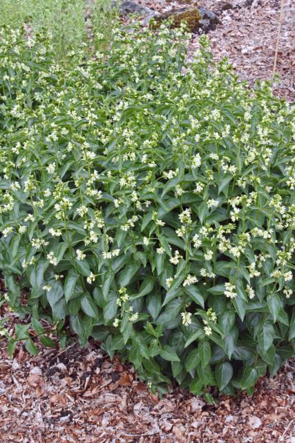 Photo of the entire plant of Swallow Wort (Vincetoxicum hirundinaria ...