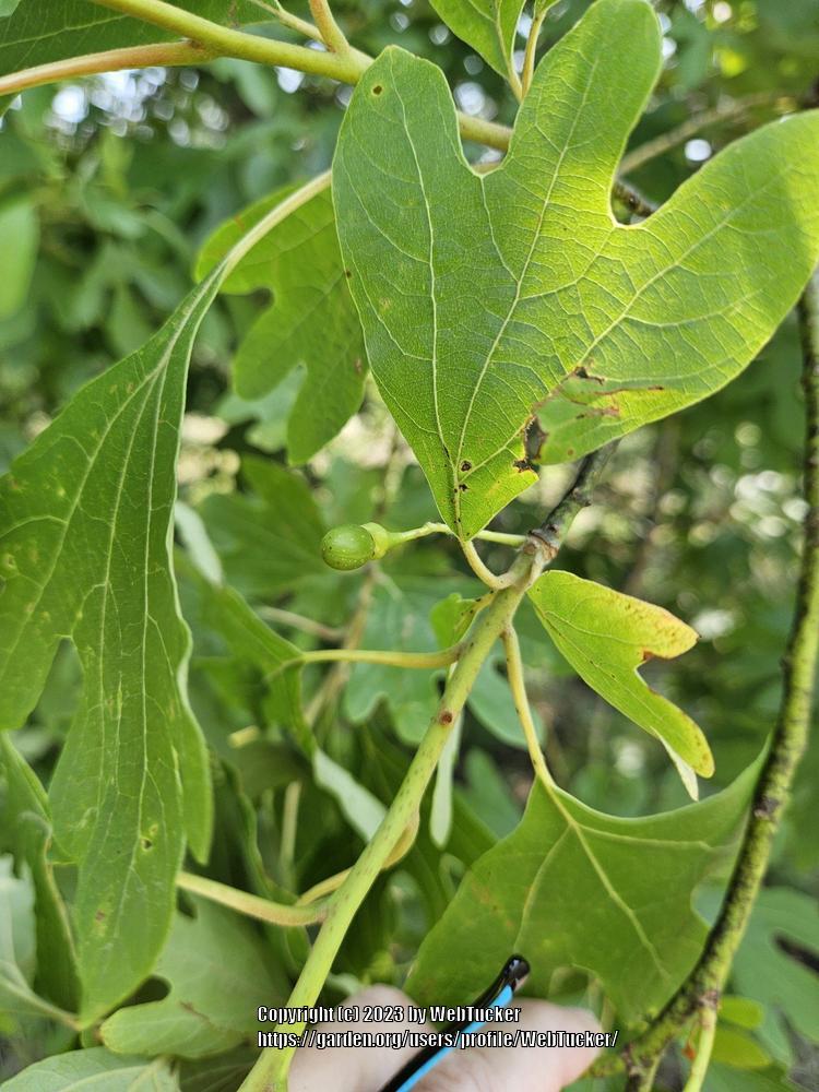 Photo of the fruit of Sassafras (Sassafras albidum) posted by WebTucker ...