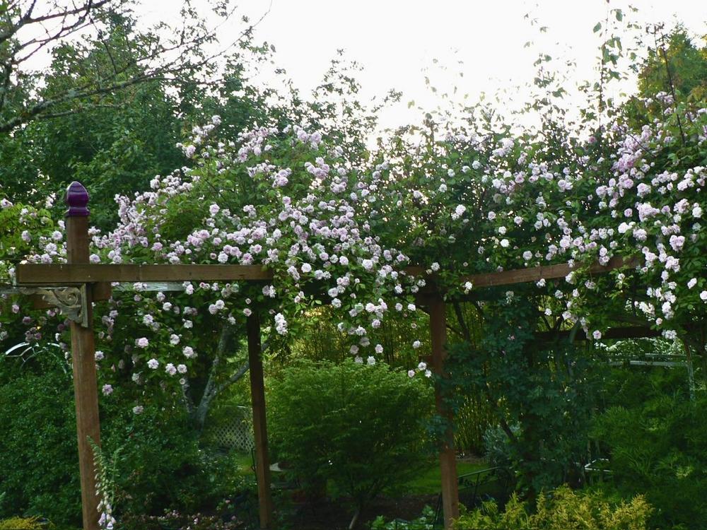 Photo of the entire plant of Rose (Rosa 'Awakening') posted by bumplbea ...