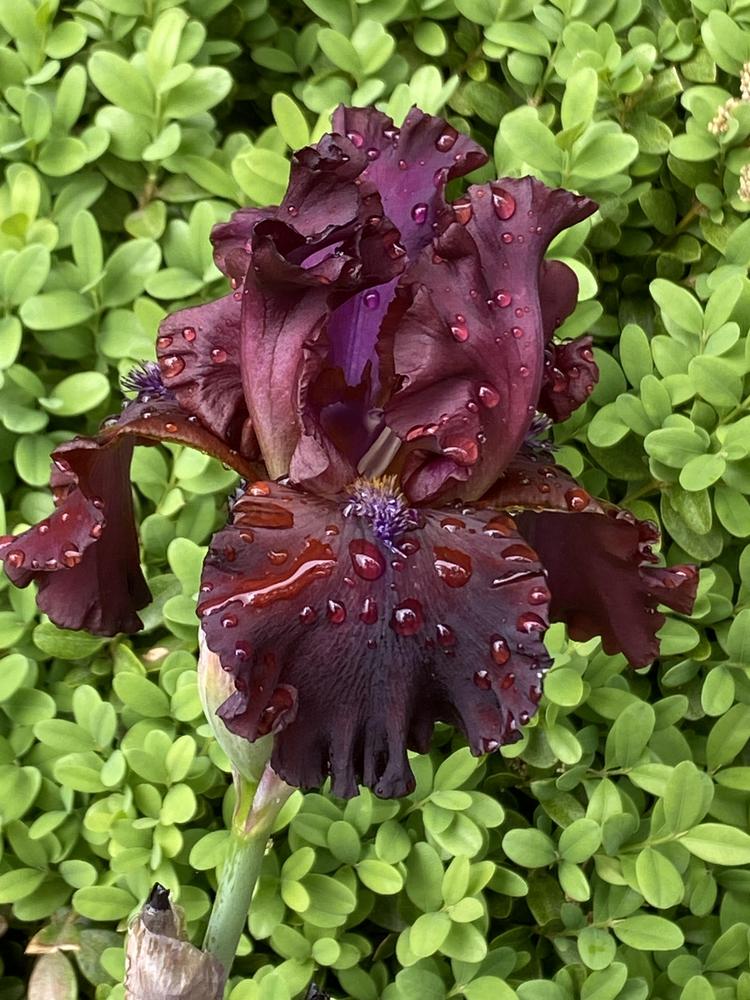 Photo of the bloom of Tall Bearded Iris (Iris 'Schortman's Garnet ...