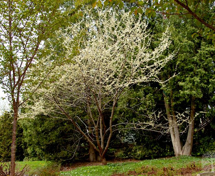 Photo of the entire plant of Eastern Redbud (Cercis canadensis var ...
