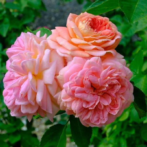 Rose (Rosa 'Alchymist') in the Roses Database - Garden.org